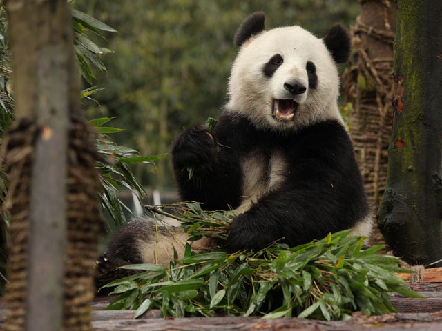 Six pandas amble toward freedom in China preserve - DAWN.COM