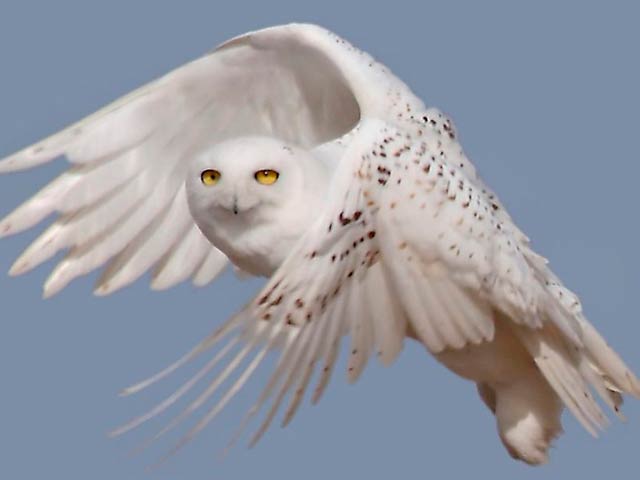 Snowy owls soar south from Arctic in rare mass migration - DAWN.COM