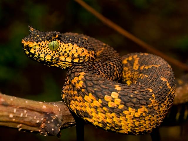 New snake in Tanzania: ‘Fierce, probably venomous’ - DAWN.COM