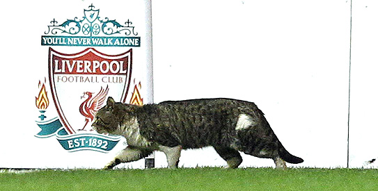 Anfield cat becomes internet hit - Sport - DAWN.COM