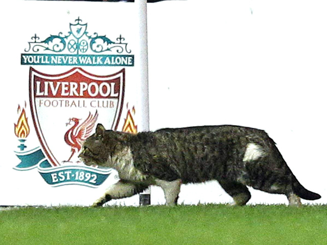 Anfield cat becomes internet hit - Sport - DAWN.COM