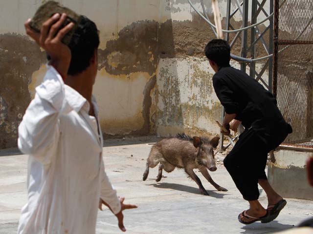 Hogs going wild in Islamabad - DAWN.COM