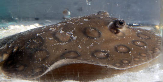 Probe ordered into aquarium sans fish - Pakistan - DAWN.COM