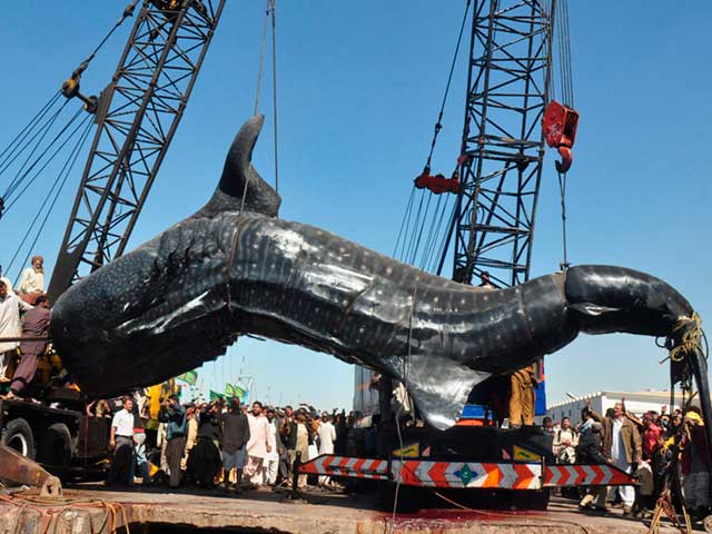 ‘Owner’ fights police over 40-foot shark - Pakistan - DAWN.COM