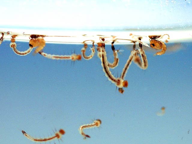Dengue larva detected at only six city spots - Pakistan - DAWN.COM