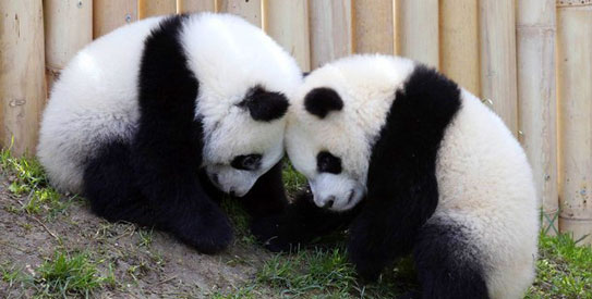 China streams live panda video to foster conservation - DAWN.COM