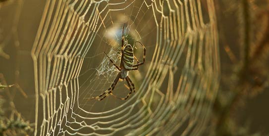 Design, not just threads, toughens spider web: study - DAWN.COM