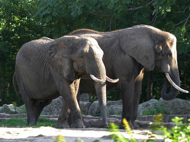 Namibia sponge fossils are world’s first animals: study - DAWN.COM