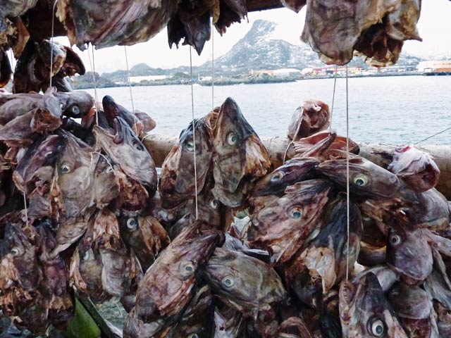 Skrei fever hits Norway as Arctic cod spawn - DAWN.COM