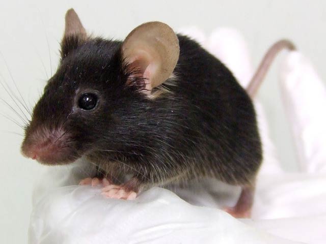 Rats as good at decision-making as humans: study - DAWN.COM