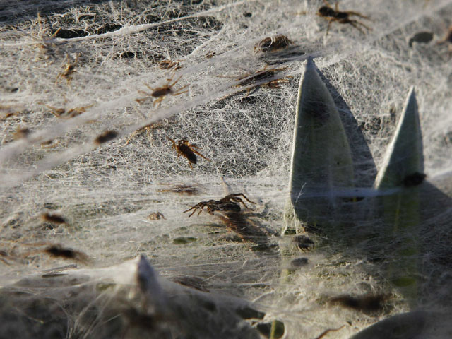 Spiders on the move in flood-ravaged Australia - DAWN.COM