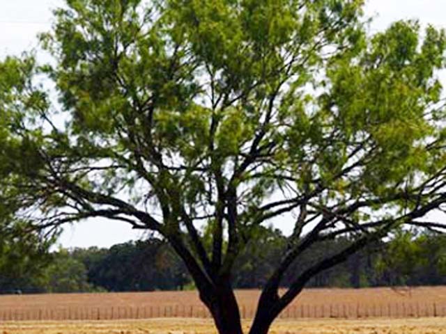 Lost in love of trees - Pakistan - DAWN.COM