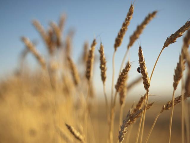 Salt-loving wheat could help ease food crisis - DAWN.COM