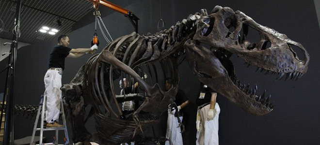 Largest Jurassic dinosaur fossil discovered in Xinjiang - DAWN.COM