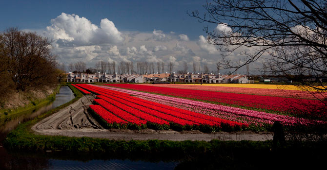 Kaleidoscope of color as Netherlands tulips bloom - DAWN.COM