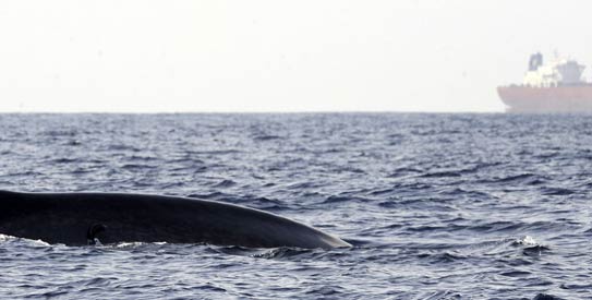 Endangered right whale protection goes high-tech - DAWN.COM