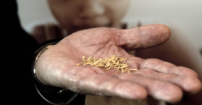 Malaysian prince's 'pill' targets dengue scourge - DAWN.COM