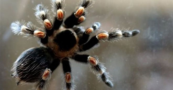 Giant hairy spiders spark panic in northeast India - World - DAWN.COM