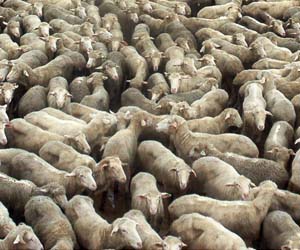 Imported sheep being culled after virus, bacteria infection confirmed ...