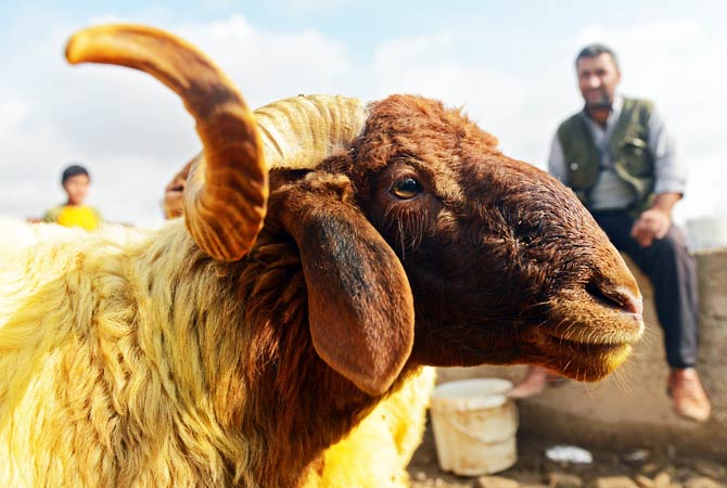 Anticipating Eid - World - DAWN.COM