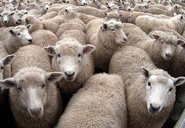 Pakistan resumes Australian sheep culling - Pakistan - DAWN.COM