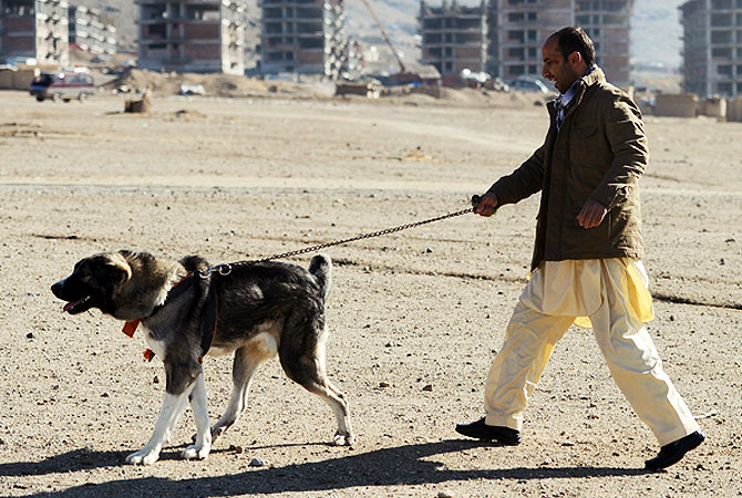 Dog fights over the weekend in Afghanistan - DAWN.COM