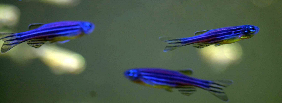 Tiny fish offers big hopes in genome research - DAWN.COM