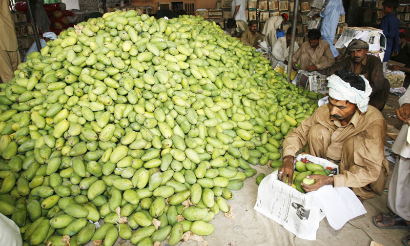 Here comes the king of fruits - Pakistan - DAWN.COM