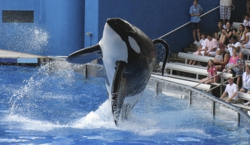 'Blackfish' documentary dives into killer whale captivity - DAWN.COM