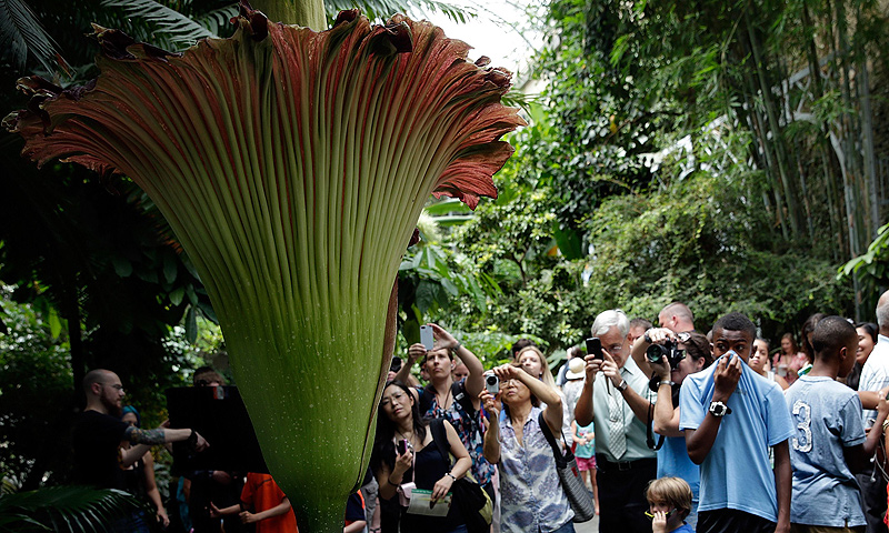 Big, stinky 'corpse flower' blooms in Washington - DAWN.COM