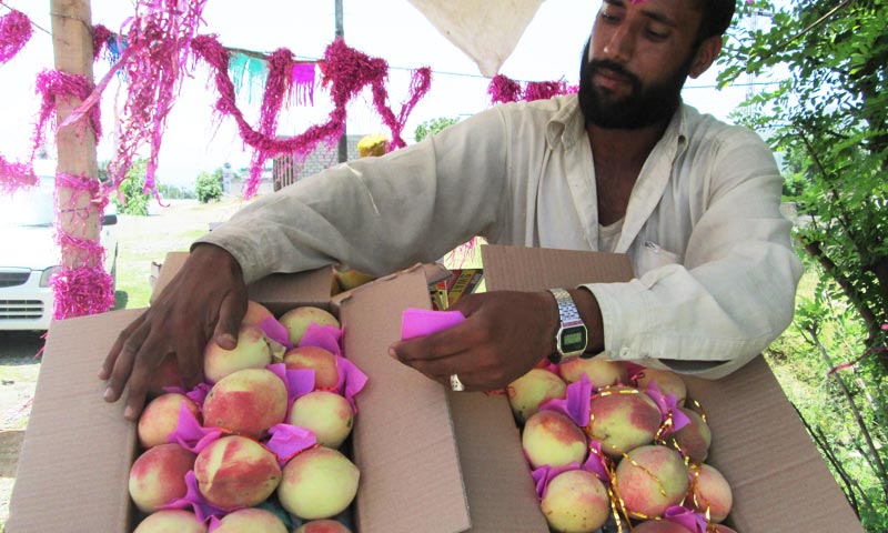 Bitter fruit: A post-operation Swat - Pakistan - DAWN.COM