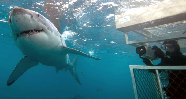 German woman has arm bitten off in Hawaii shark attack - World - DAWN.COM