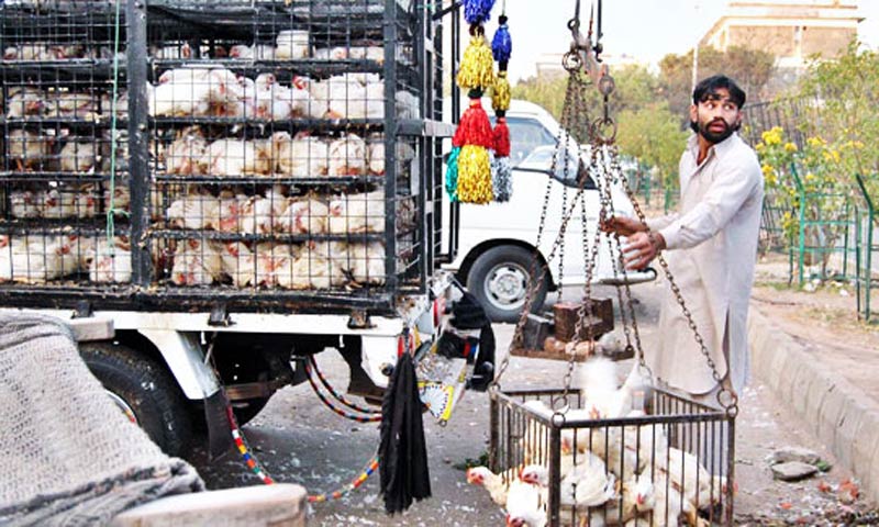 Automating poultry farms in Sindh - Business - DAWN.COM