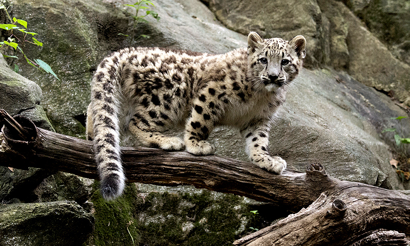 Pakistani snow leopard's cub makes debut at New York zoo - World - DAWN.COM
