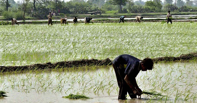 Falling Basmati productivity and exports - Business - DAWN.COM
