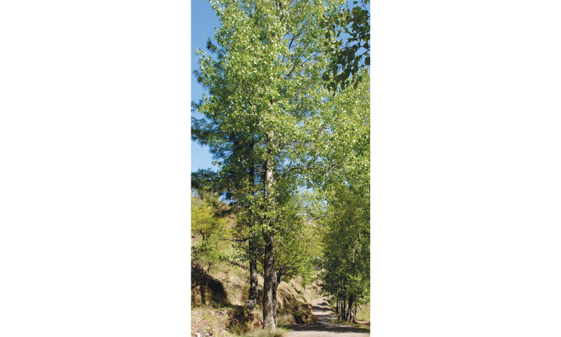 Wildlife: Poplar in white - Newspaper - DAWN.COM