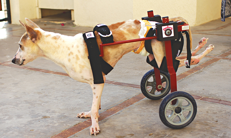 Happy tails for handicapped pets - DAWN.COM