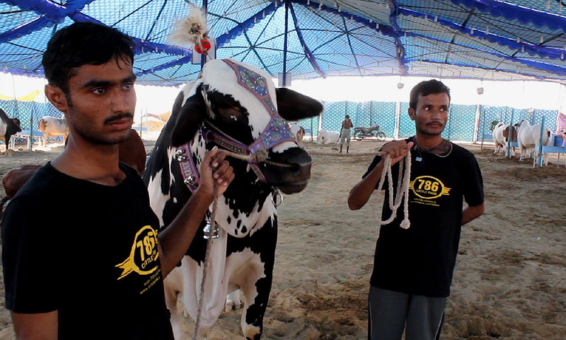 In the spotlight - The Sohrab Goth Mandi - DAWN.COM