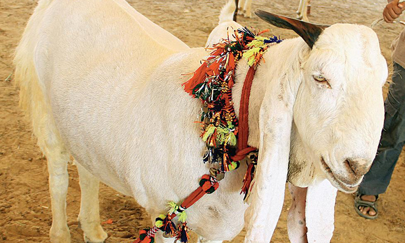 Bakra online - Newspaper - DAWN.COM