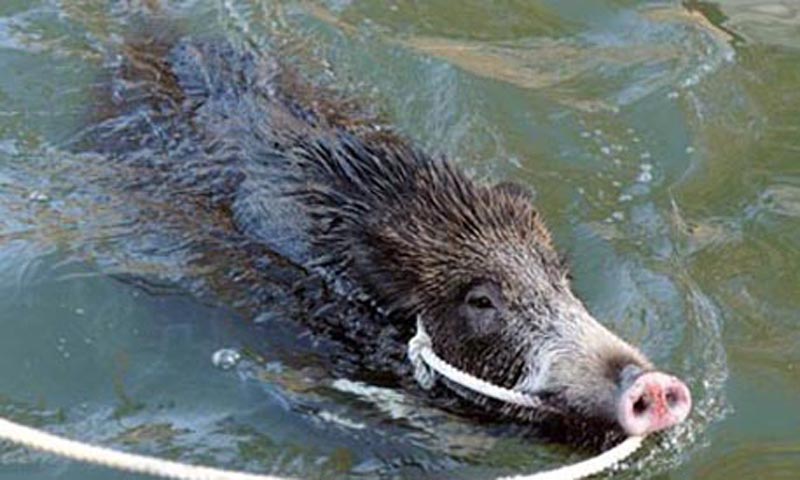 Due to ban on hunting, wild boars rampant in Islamabad - Pakistan ...