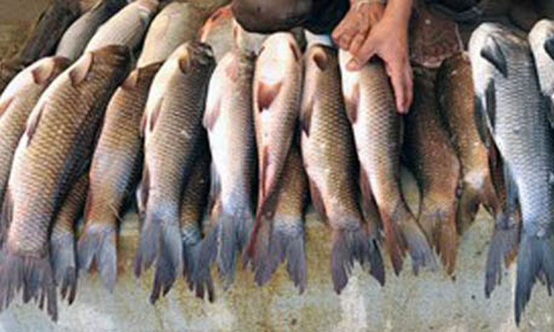 Big rise in fish exports - Business - DAWN.COM