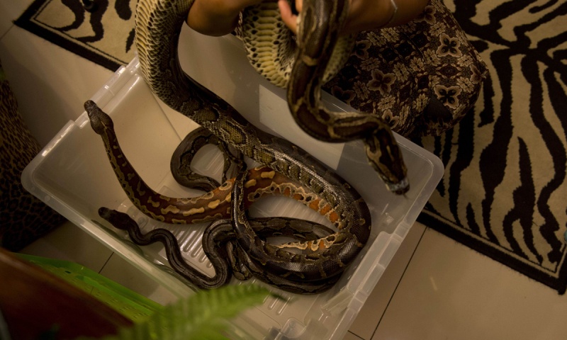 Indonesia's snake massage - Multimedia - DAWN.COM