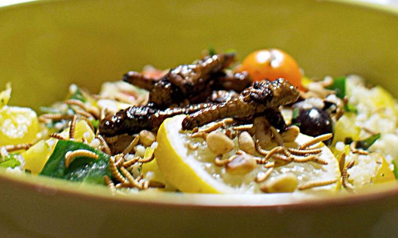 Netherlands: Insects as food - Multimedia - DAWN.COM