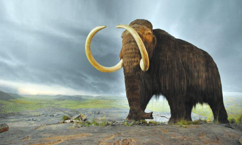 Cover story: Magnificent mammoths - Newspaper - DAWN.COM
