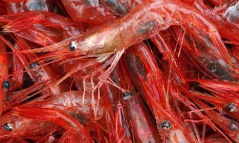 Increase in Balochistan’s fish production - Business - DAWN.COM