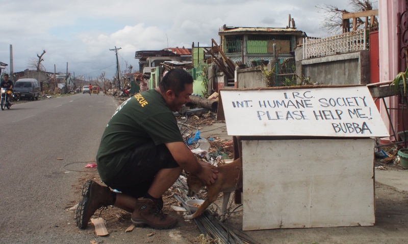 Animal rescue in the Philippines - Multimedia - DAWN.COM