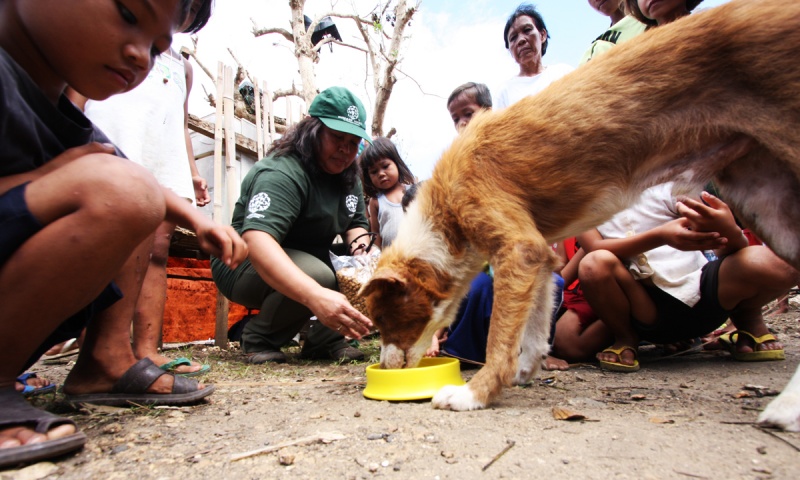Animal rescue in the Philippines - Multimedia - DAWN.COM