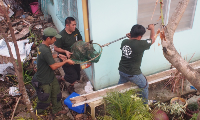 Animal rescue in the Philippines - Multimedia - DAWN.COM