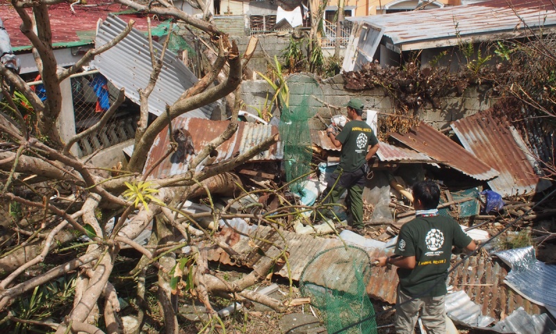 Animal rescue in the Philippines - Multimedia - DAWN.COM