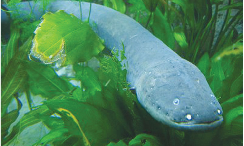 Amazing animals: Defence mechanisms with a difference - Newspaper ...